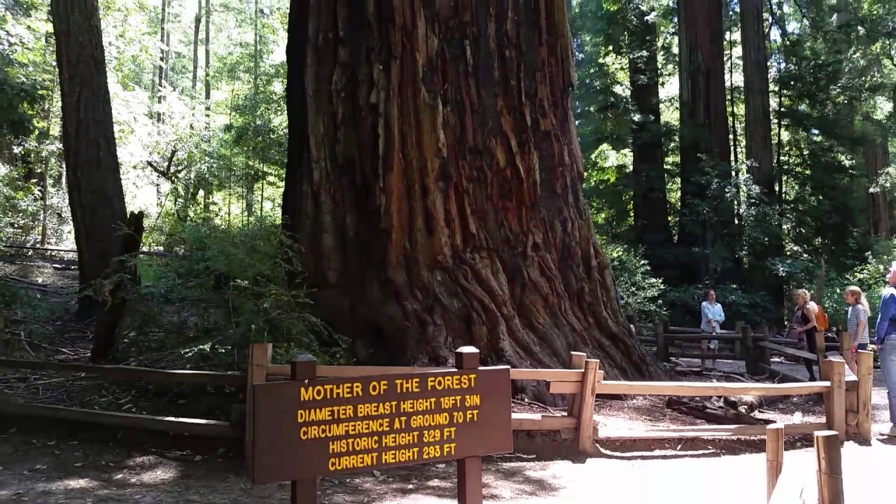 Mother of the Forest, the Largest Redwood Tree in Big Basin Redwoods ...