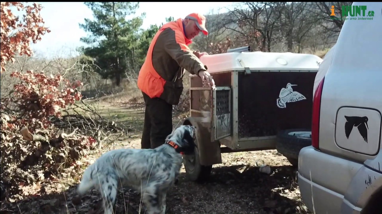 HUNTING WOODCOCKS IN GREECE - ΚΥΝΗΓΙ ΜΠΕΚΑΤΣΑΣ ΣΤΟΝ ΕΒΡΟ - YouTube