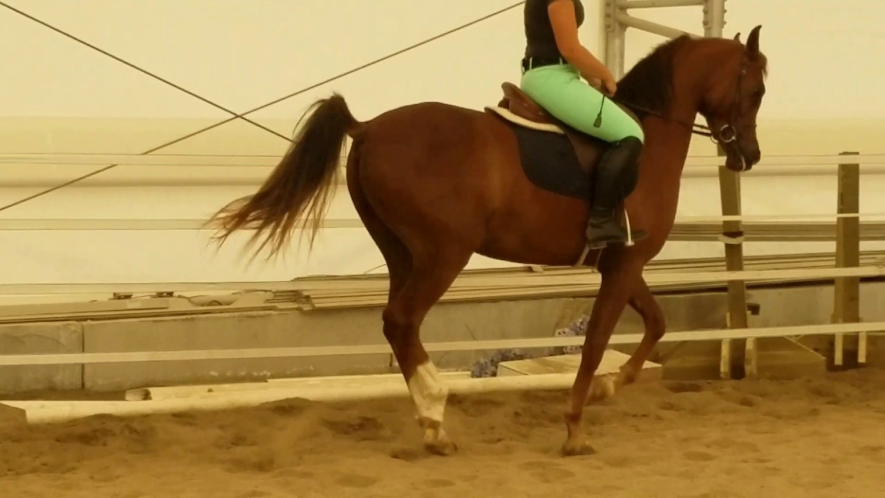 Alessio - 2014 Arabian Hunter Pleasure prospect - YouTube