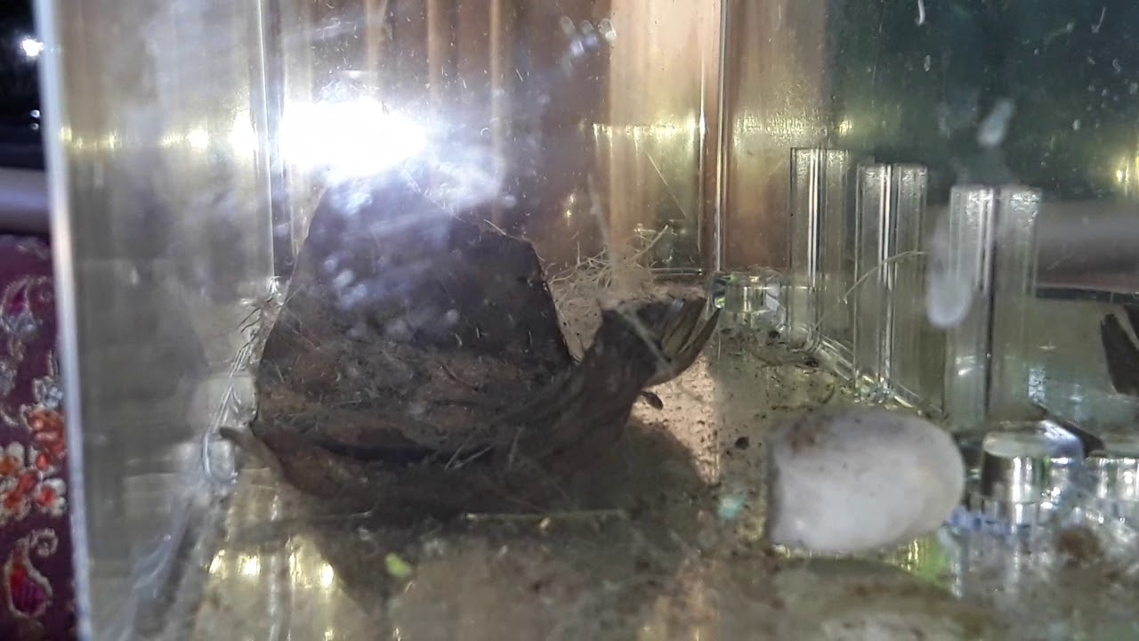 Update on corydoras fry - YouTube