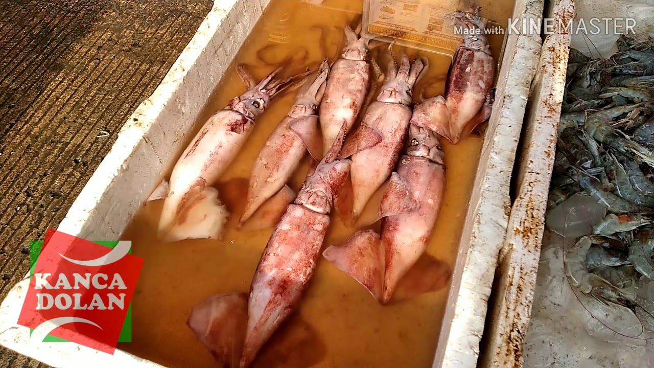 PASAR IKAN MUARA ANGKE : KERANG GETOK | UDANG LOBSTER BAMBU | CAPIT ...