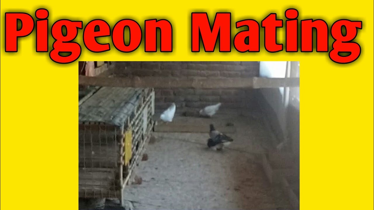 pigeon mating dance #pigeon #pigeon mating #pigeon mating dance - YouTube