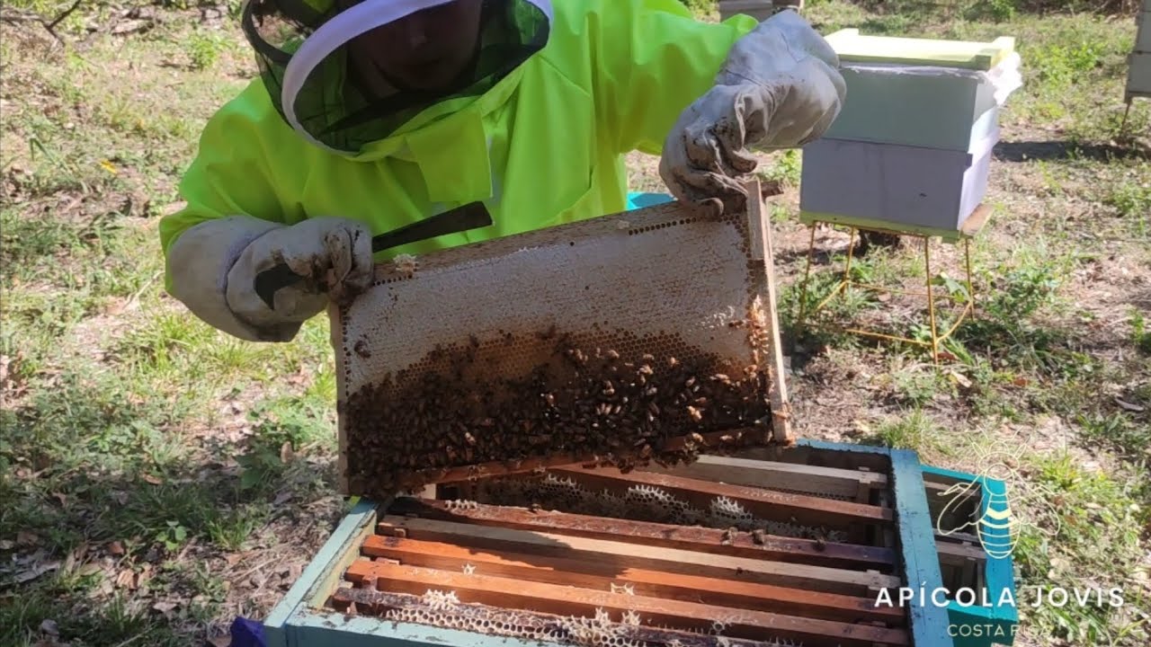 PREPARACION PARA LA EXTRACCIÓN DE MIEL - YouTube