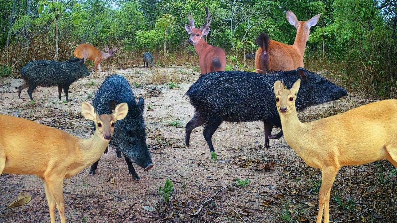 Um Pedacinho da Diversidade da Fauna de Goiás, Vejam! - YouTube