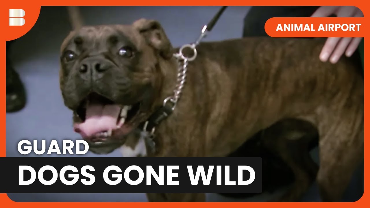 Guard Dogs Drama - Animal Airport - S01 EP12 - Animal Documentary - YouTube