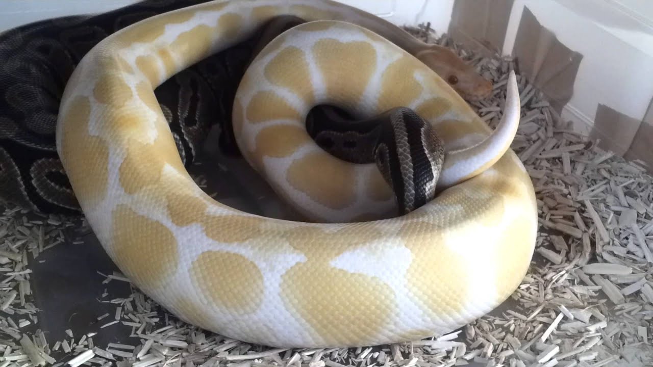 accouplement python albinos - YouTube