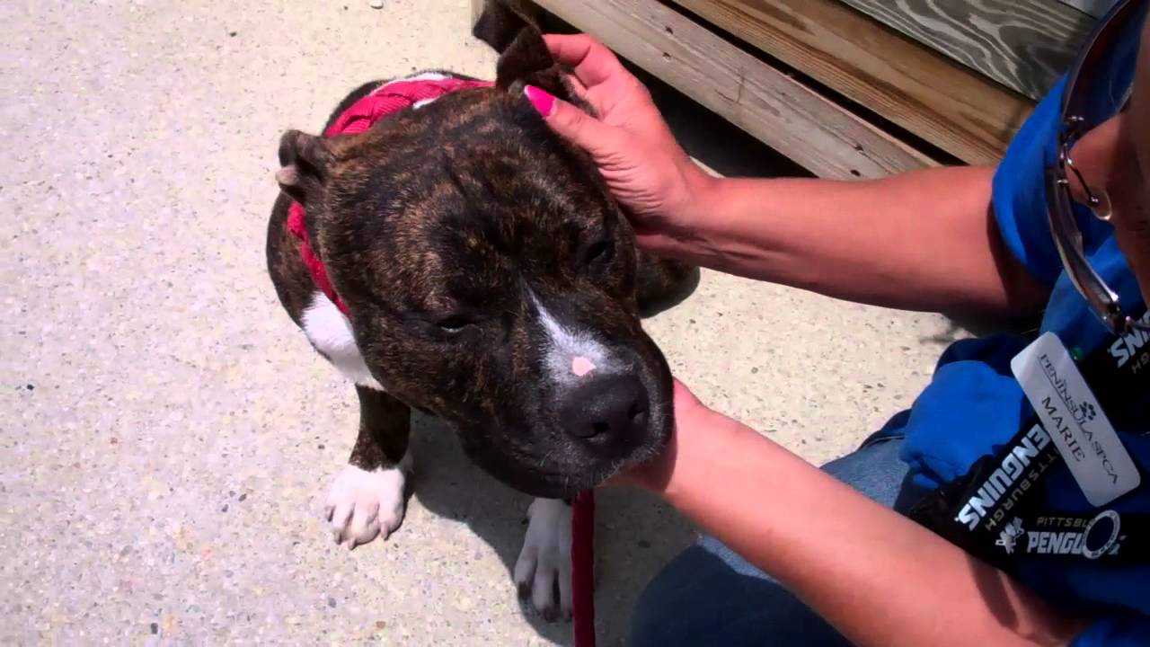 Meet Dexter a Terrier Pit Bull currently available for adoption at ...