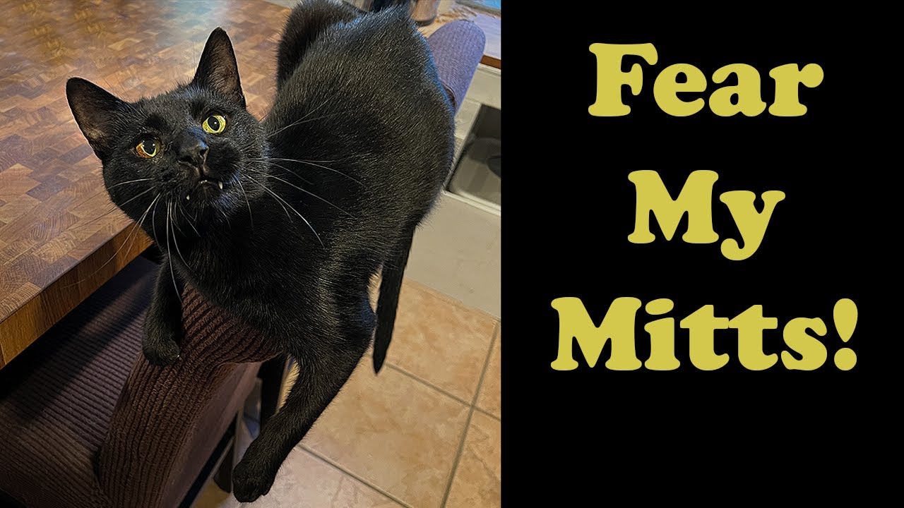 Murder Mittens- Nox the Cat in Attack Mode. - YouTube