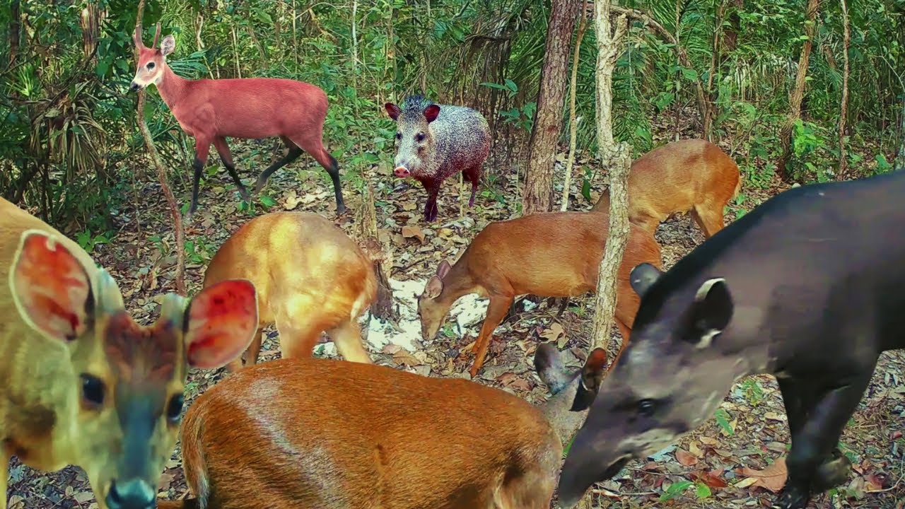 Belezas Selvagens: Explorando a Fauna do Centro-Oeste brasileiro! - YouTube