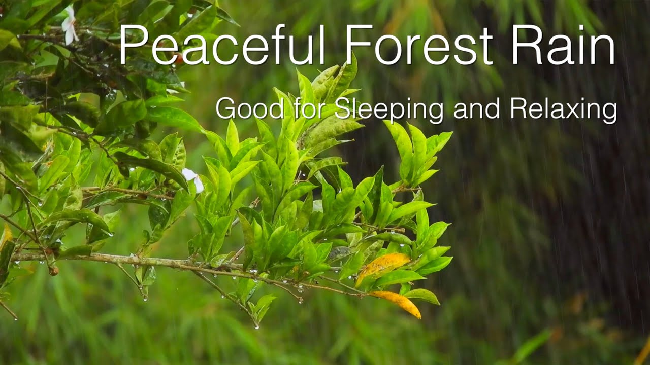 Peaceful Forest Rain Sounds for Sleeping, Relaxing and Study - YouTube