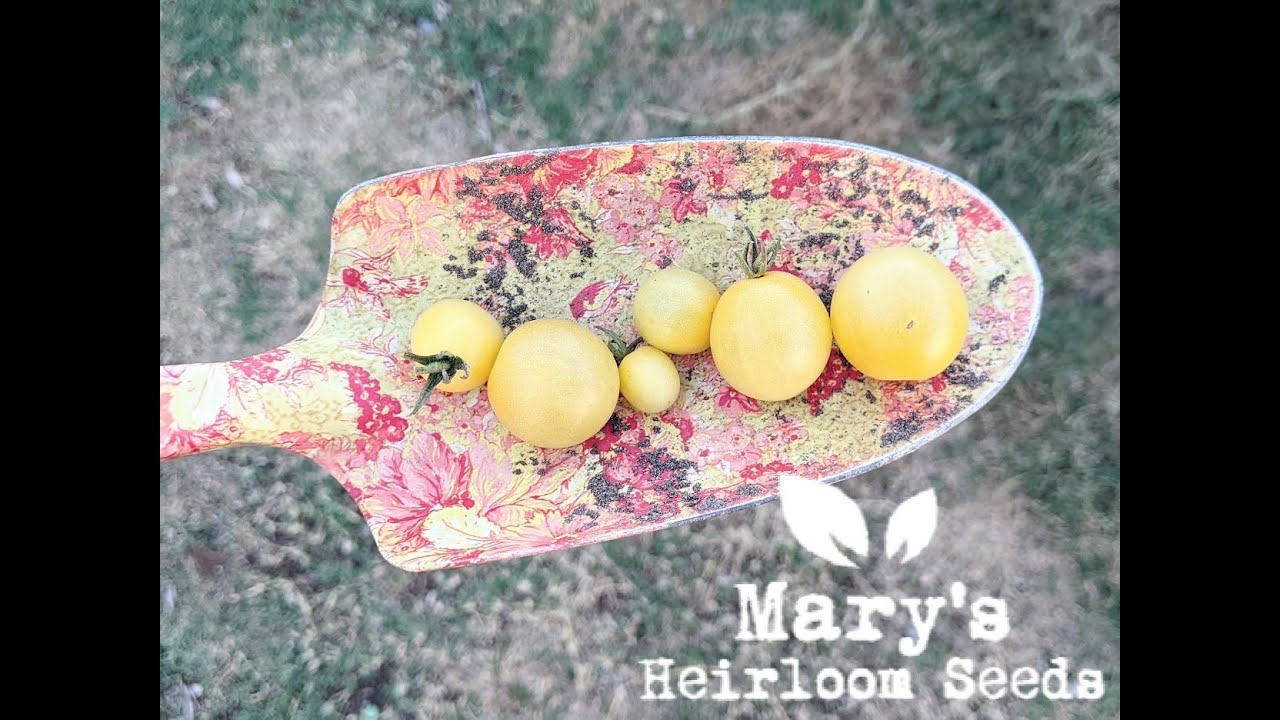 Heirloom Seed Chat #8 - YouTube