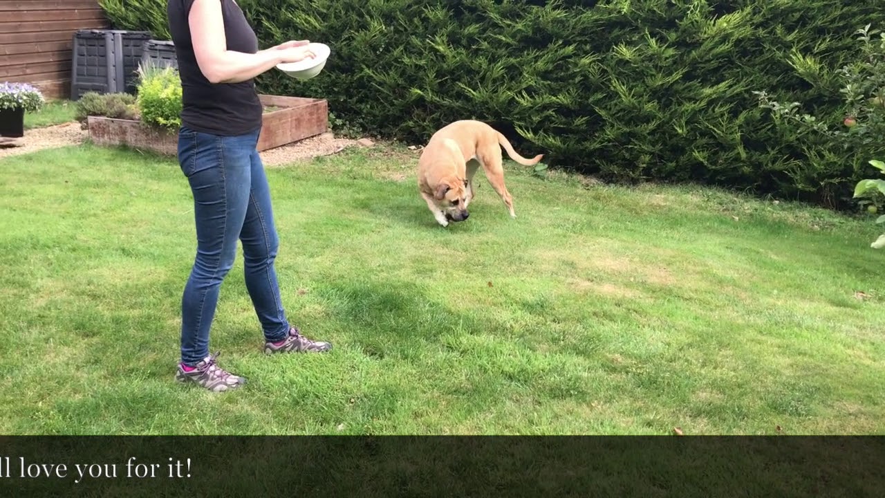 Scatter Feeding Dogs - YouTube