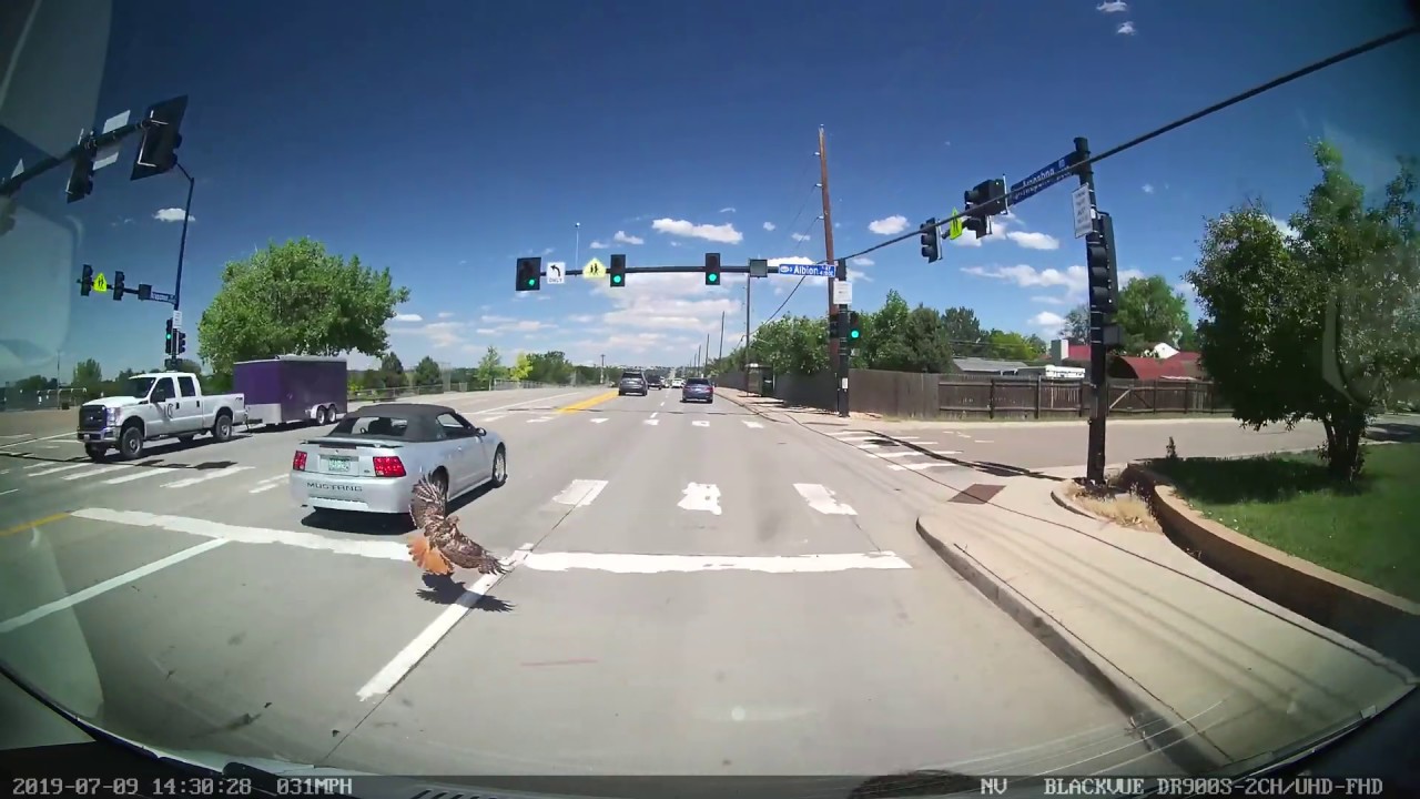 Hawk Carrying Rabbit Flies Into Side of Car! - YouTube