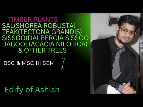 Timber Yielding plants( Sal,Teak, Sissoo, Babool, Mango,( pinus ...
