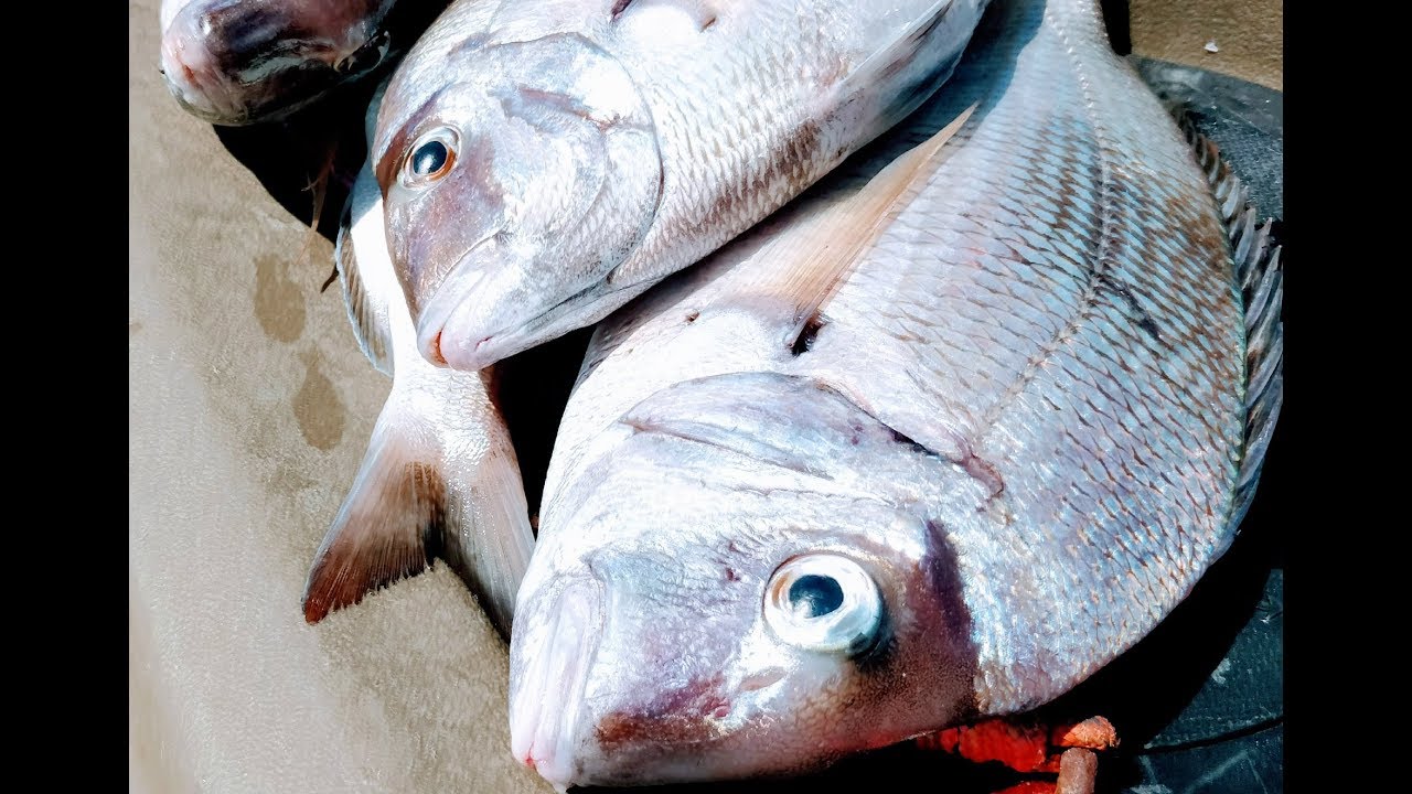 JUMBO Porgy Fishing New York NYC Ep. 58 - YouTube