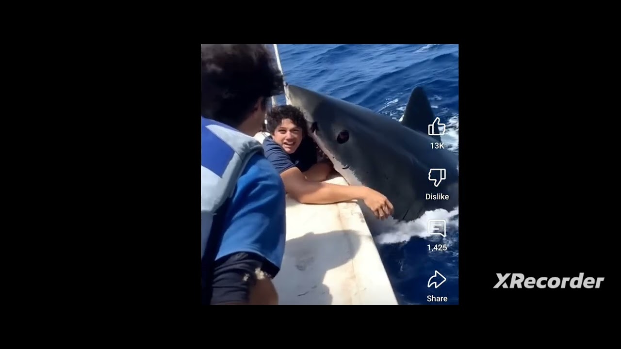 Kind Shark Kiss Sailor Human and Keep His Head On - YouTube