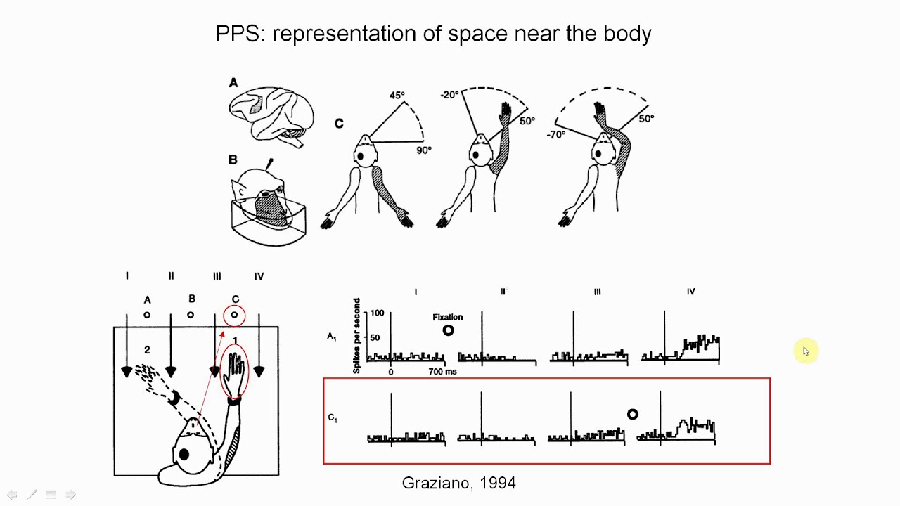Peripersonal space journal club, Lyon, CRNL 2018 - YouTube