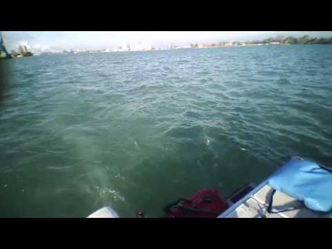 5/16/14 walleye fever, handlining the Detroit river - YouTube