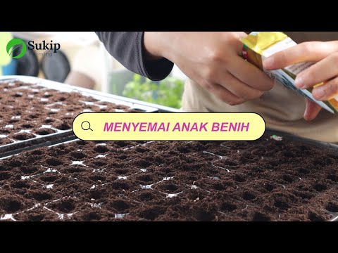 CARA MENYEMAI ANAK BENIH CILI || SOWING CHILLI SEEDS || SUKIP FARMING ...