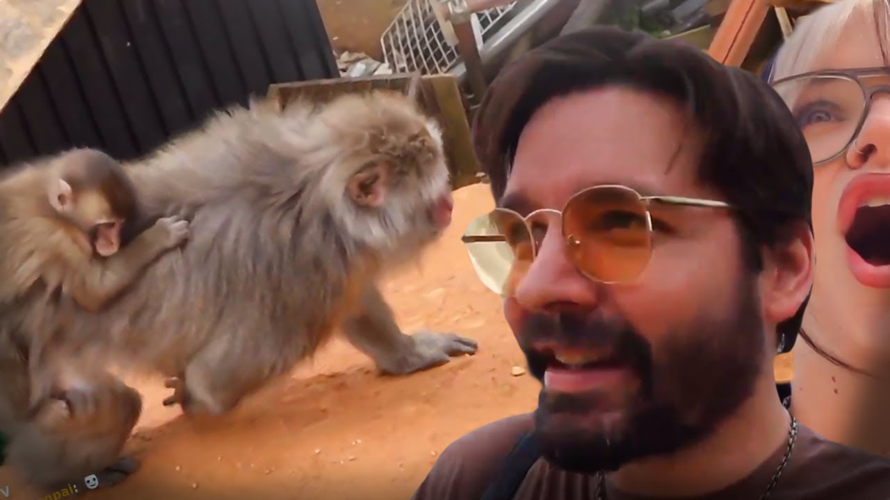 Feeding Monkeys at Iwatayama Monkey Park in Kyoto ft. Ironmouse ...