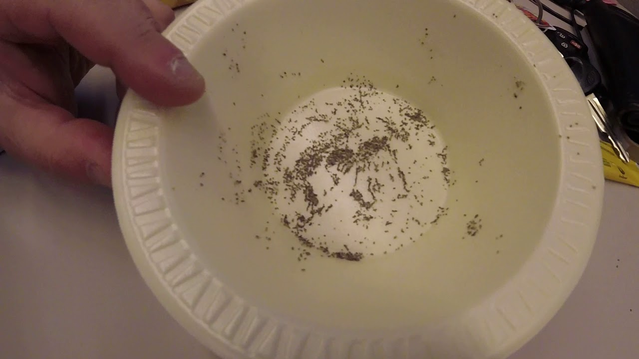 Pepper plus static moving in a styrofoam bowl science experiment ...