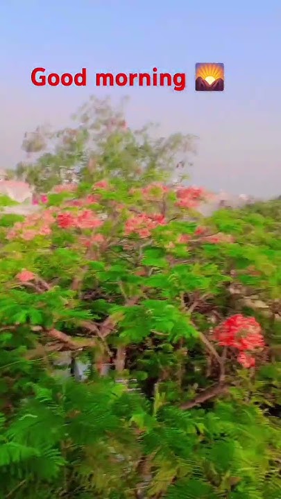 subah subah Ki good morning ☕ #bollywood #hindisong #food #song #foodhumor - YouTube