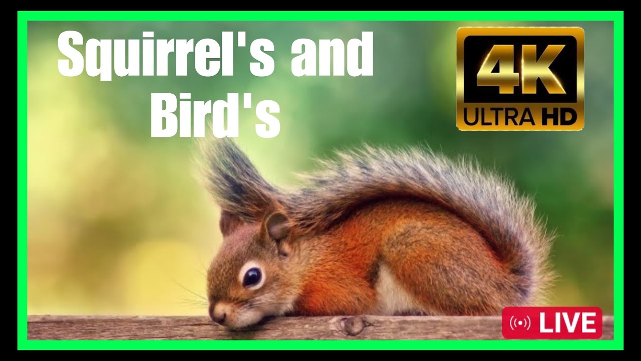 Live streaming of Chipmunks Squirrels and Birds In Ultra HD. New ...