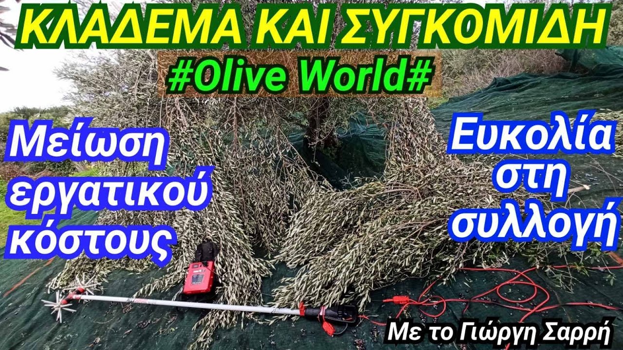 Κλάδεμα ελιάς. Κλάδεμα και συγκομιδή.. Μείωση εργατικού κόστους ...