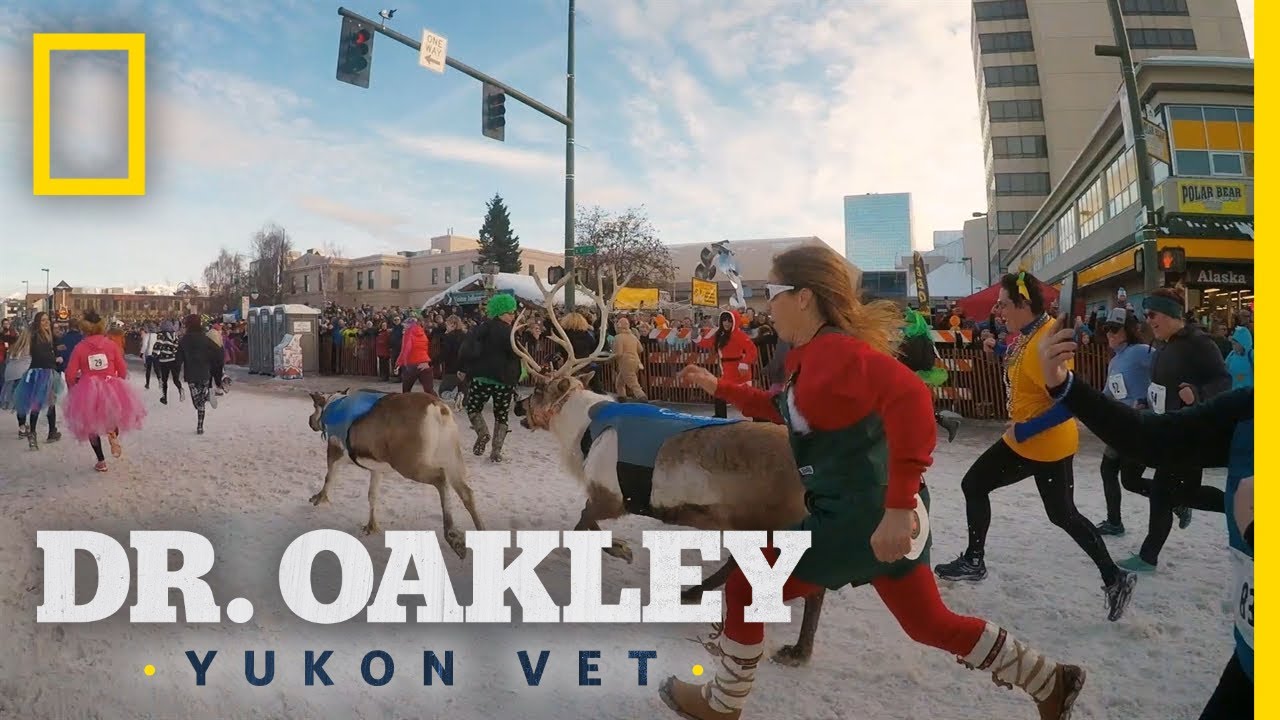 Running With the Reindeer | Dr. Oakley, Yukon Vet - YouTube