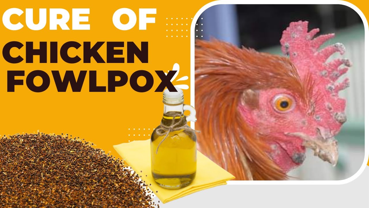How to cure Chicken Fowlpox | Treatment of Fowlpox | #chickscare ...