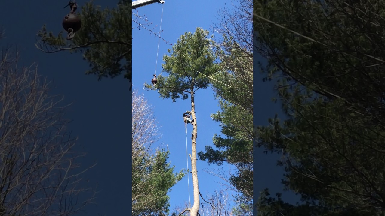 Joe Marra Tree Services - YouTube
