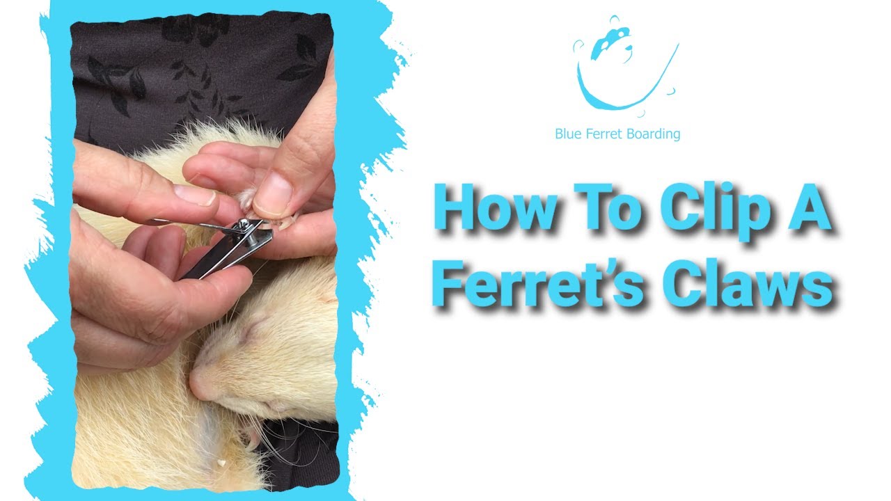 How To Clip A Ferret's Claws - YouTube
