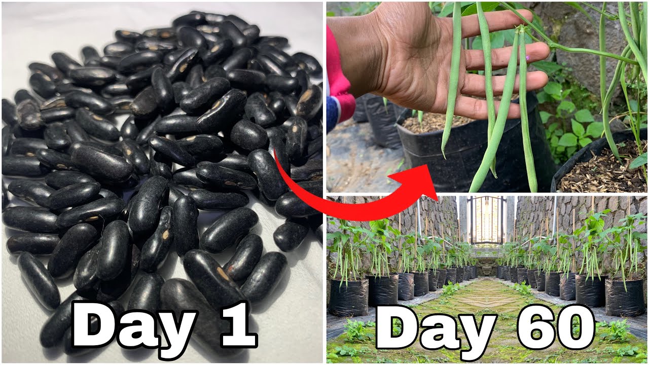 Cara Menanam Buncis Gypsy Dari Benih Sampai Panen !! How to Grow Gypsy ...