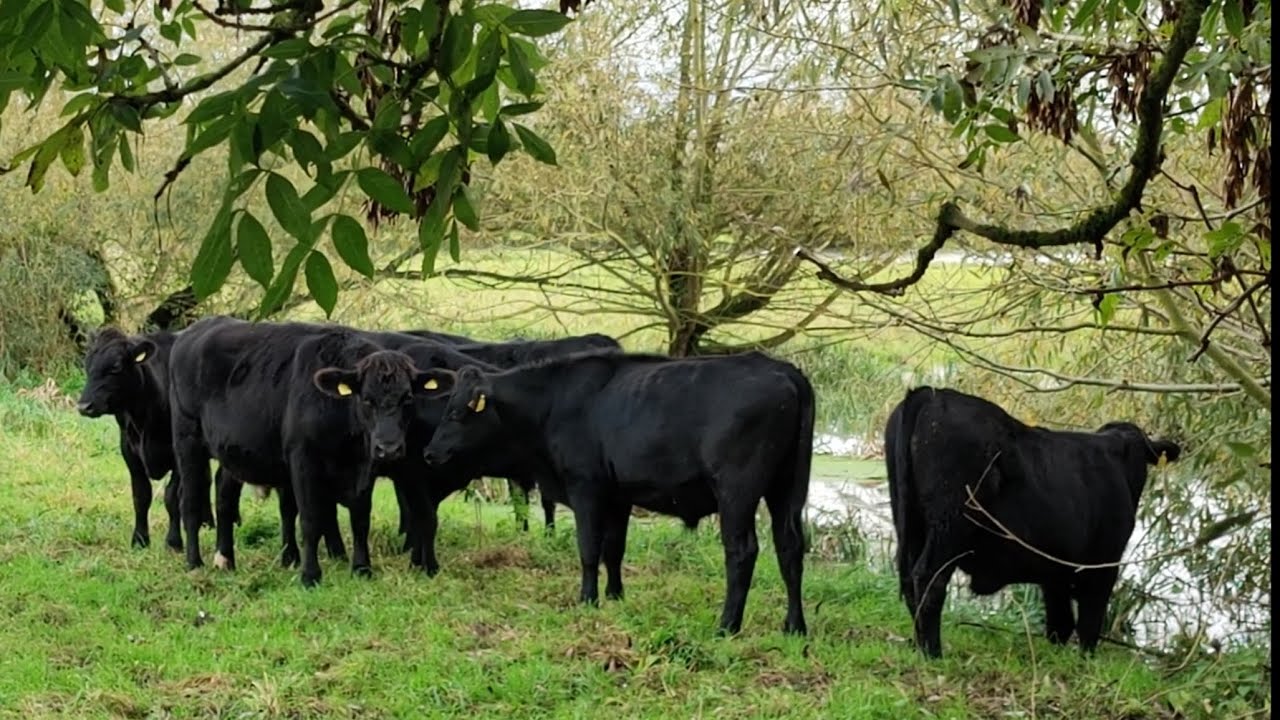 The life of a cow - YouTube