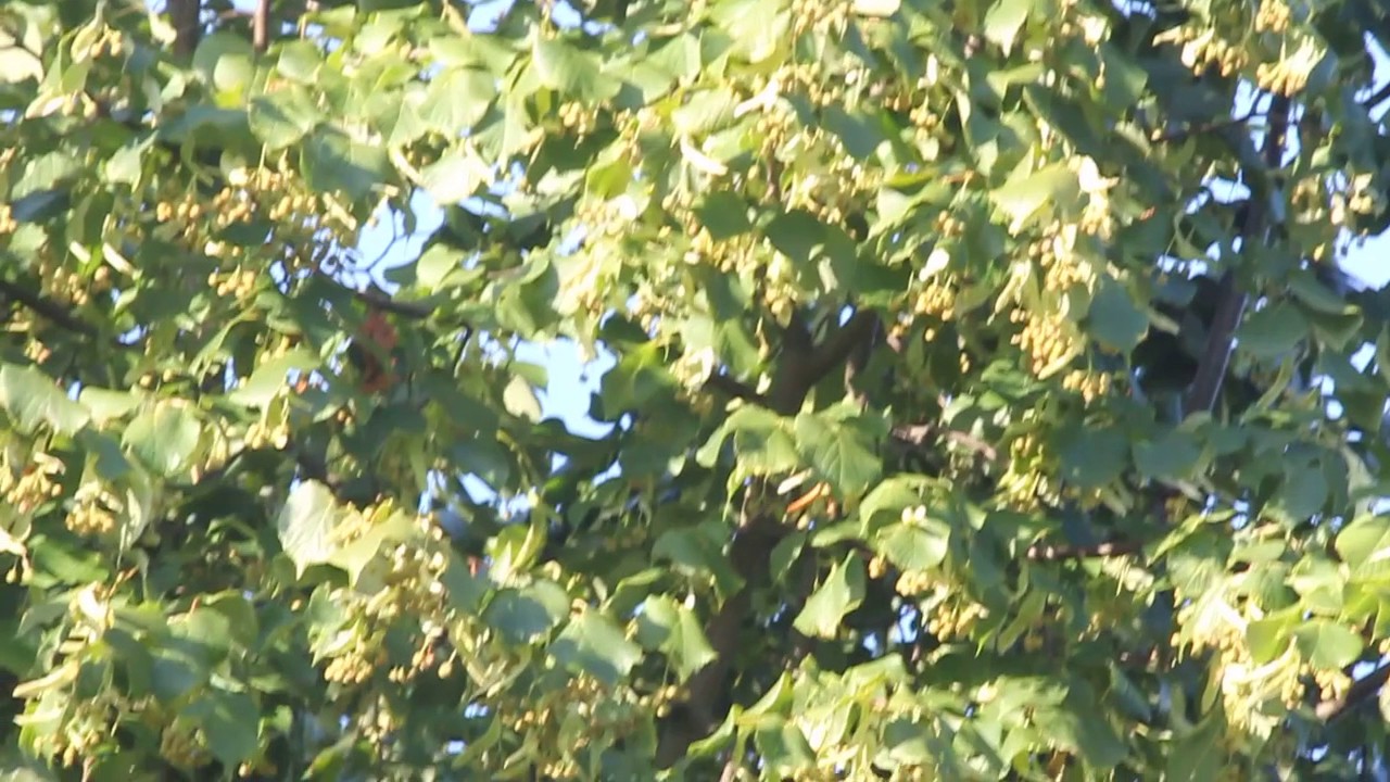 Chiffchaff with two-tone call - YouTube