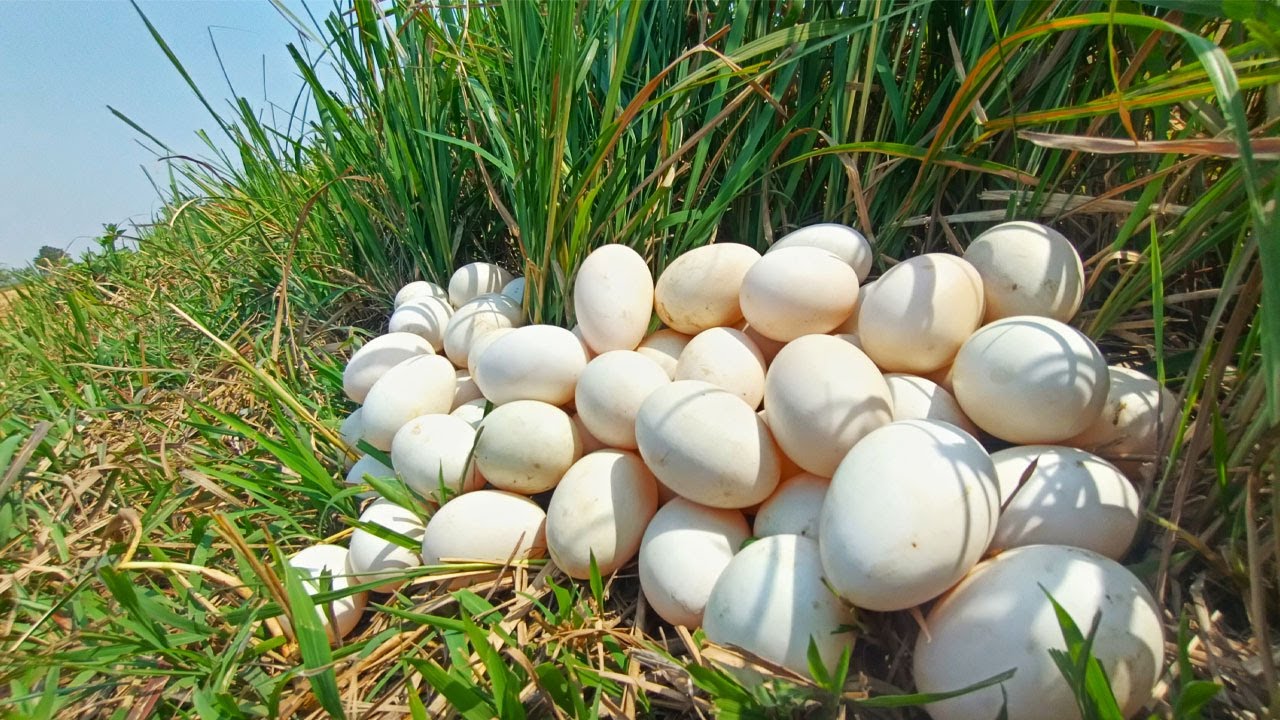 wow amazing! farmer pick a lot of eggs duck in the grass in the field ...