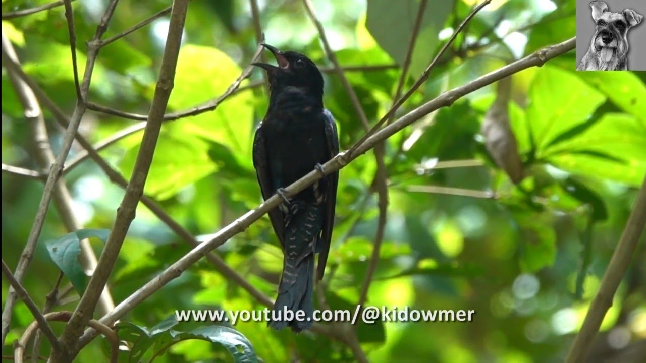 Bird Call: SQUARE-TAILED DRONGO-CUCKOO - YouTube