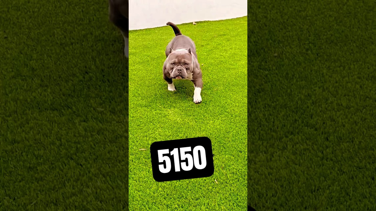 Bad ass Micro bully 5150 #microbully #americanbully - YouTube
