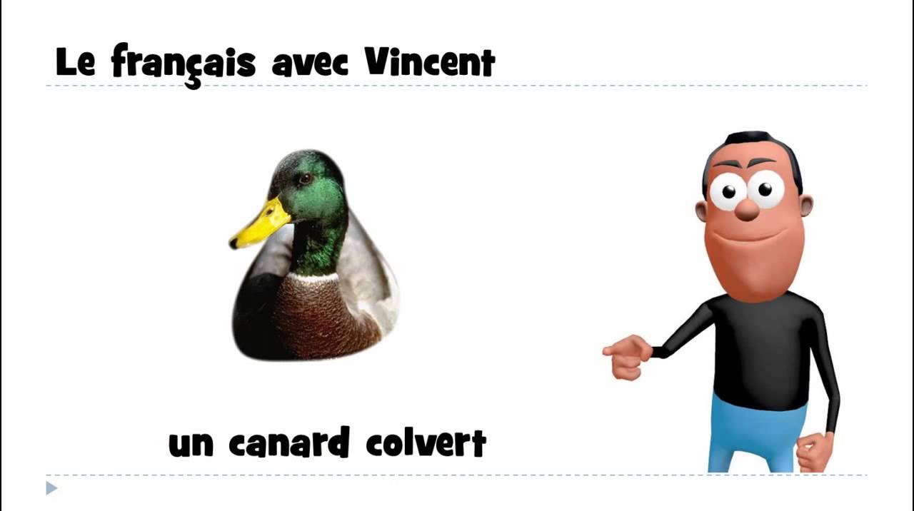 Learn 1 French word # un canard colvert - YouTube