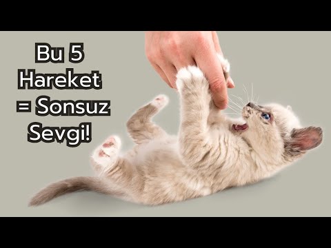 Kedilerin Sadece En Sevdiği İnsana Yaptığı 5 Hareket – Gerçek Sevginin Gizli İşaretleri