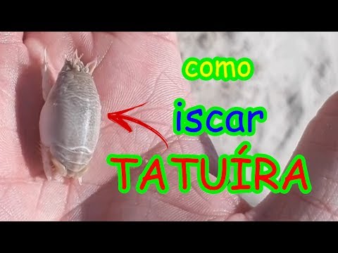 como iscar TATUÍRA (tatuí) - os PAMPOS não resistem