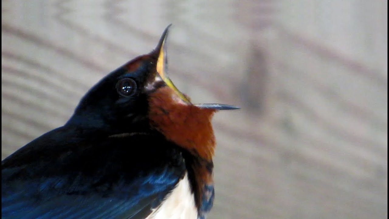 Vogelgeluiden: Layang-layang asia, Boerenzwaluw, Hirundo rustica. Song ...