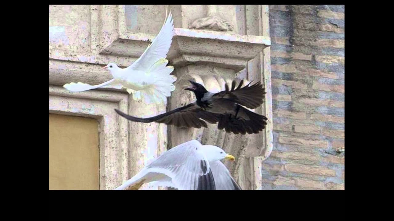 Pope releases two doves for peace and they are attacked by a crow and ...
