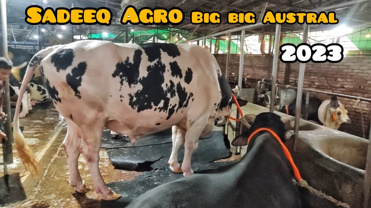 Sadeeq Agro Cattle Farm 2023 Big Big Austral and Vutti Goru MashAllah ️ ...
