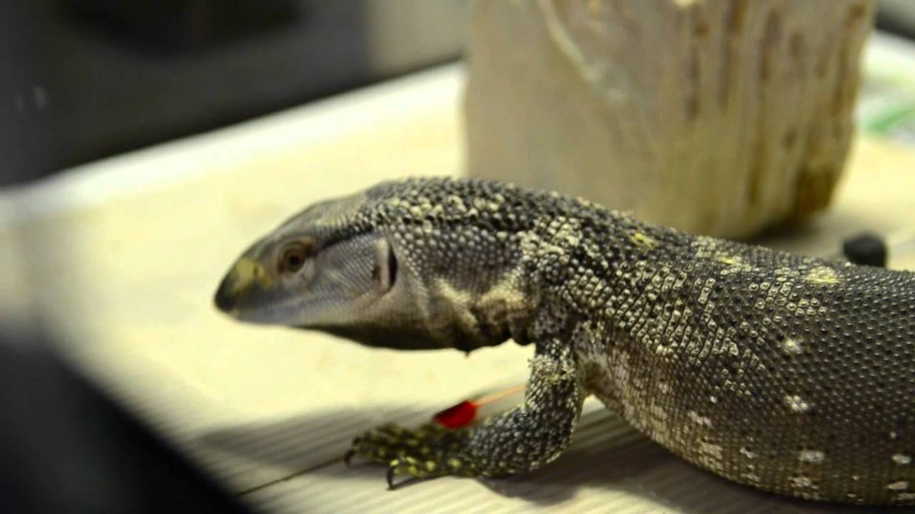 Black-throated monitor(Varanus albigularis ionidesi) - YouTube
