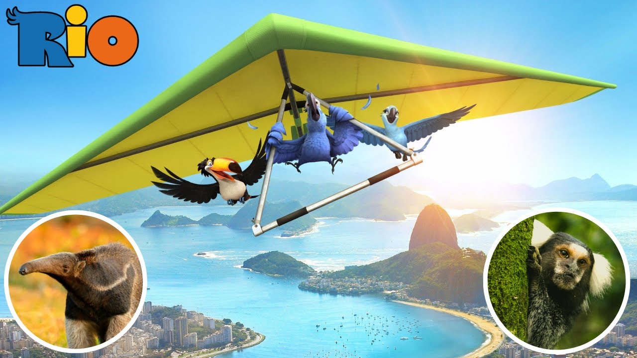 Learn Animals with 'Rio' | 04 | Wildlife Adventure | Storyline - YouTube