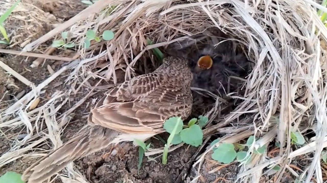 African pipit birds Feed the baby in the nest well (4) [ Review Bird ...