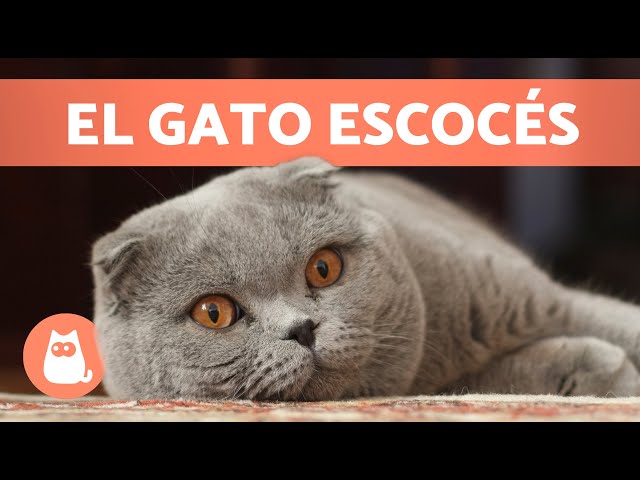 Gato Scottish Fold: Descubre al encantador felino de orejas pegadas ...