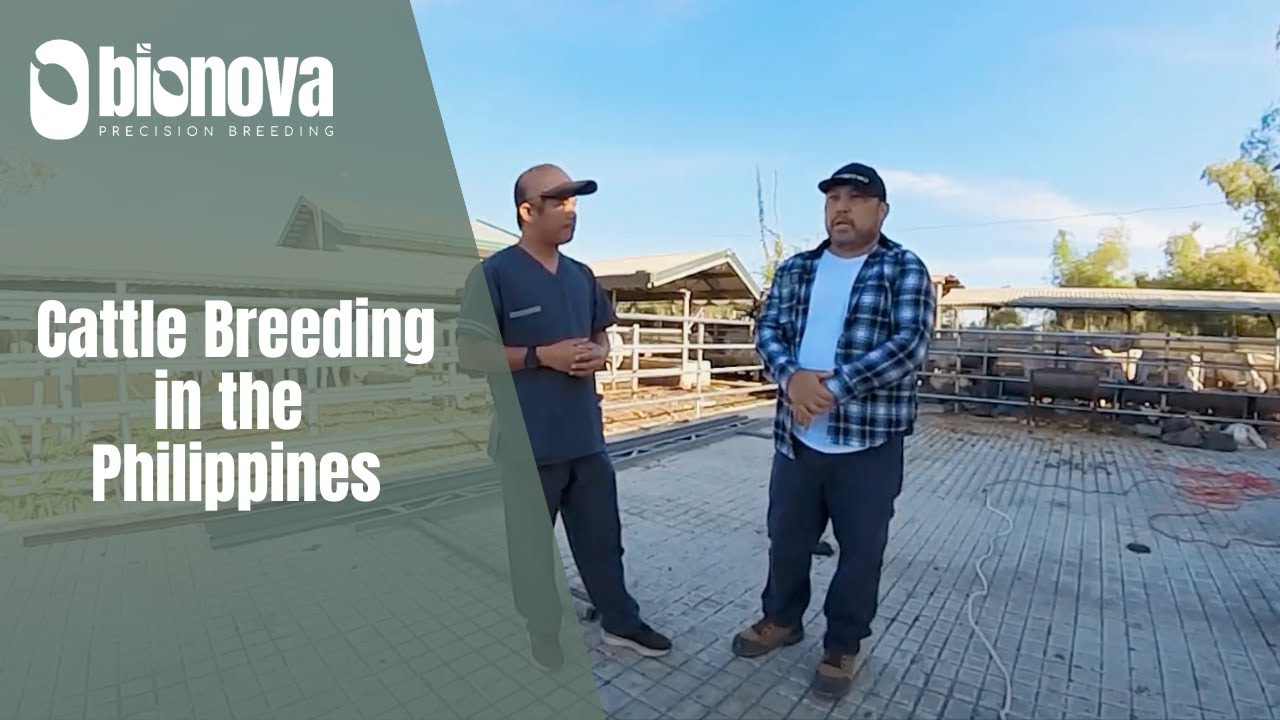 Cattle Breeding in the Philippines FT. AJ Ranch - YouTube
