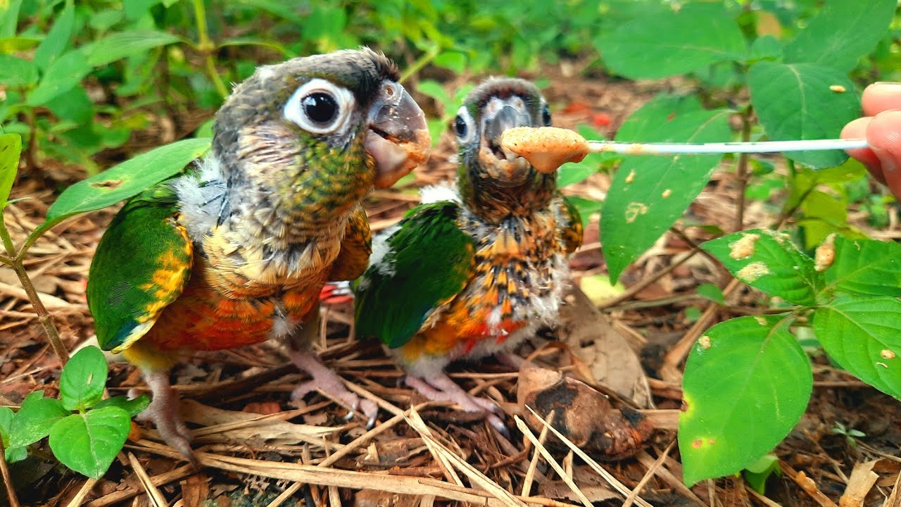 parrot in the forest conure sound Nature relaxing Sound green cheek ...